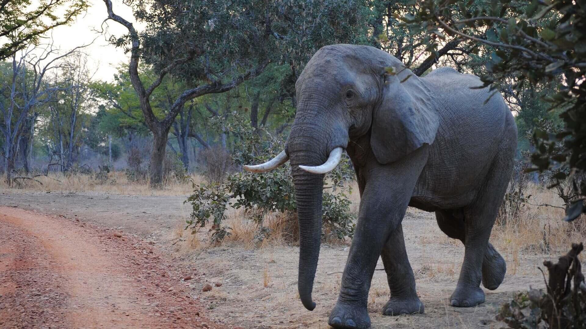 The top national parks in Zambia - Encircle Africa