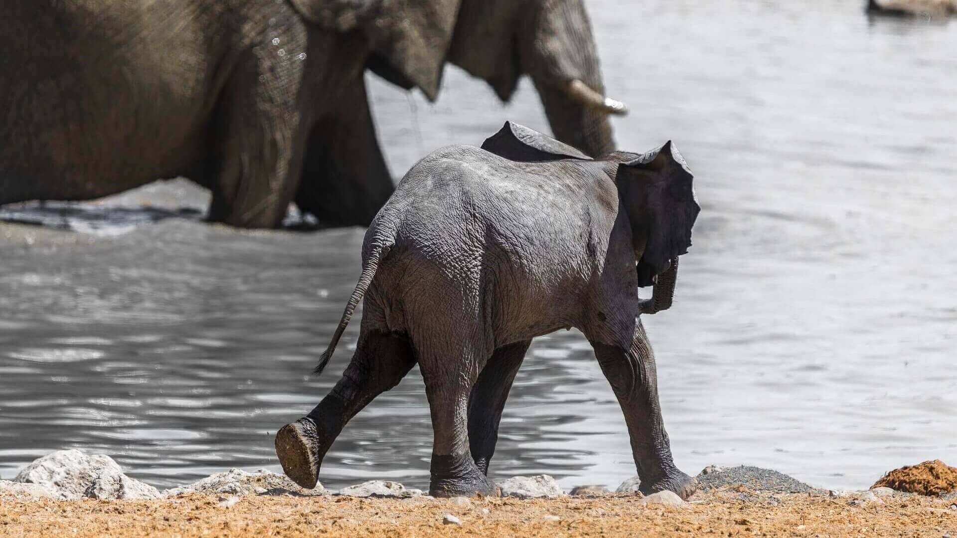 The top national parks and reserves in Ghana - Encircle Africa